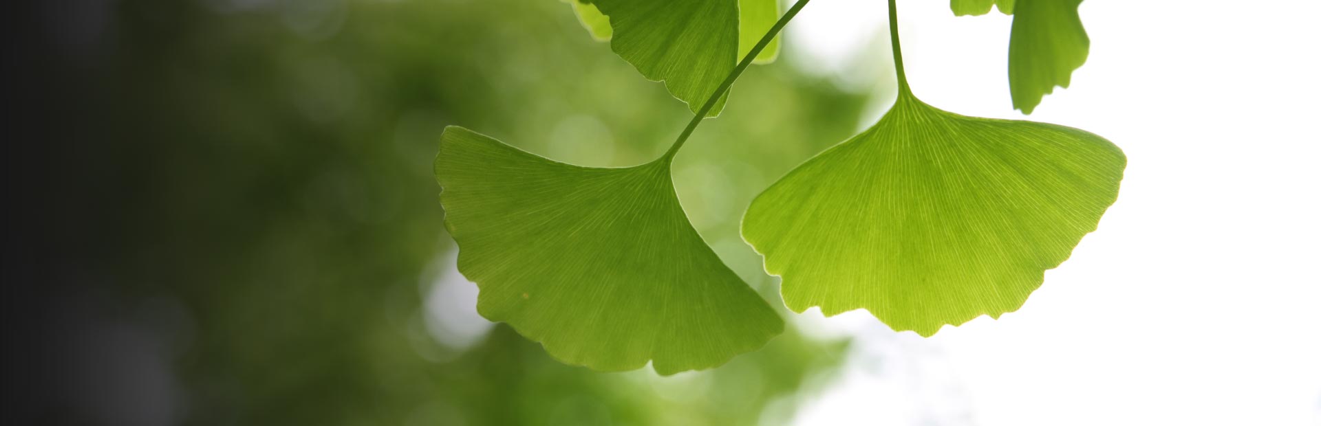 Ginkgo Biloba, Ginko - Happy Herb Hub
