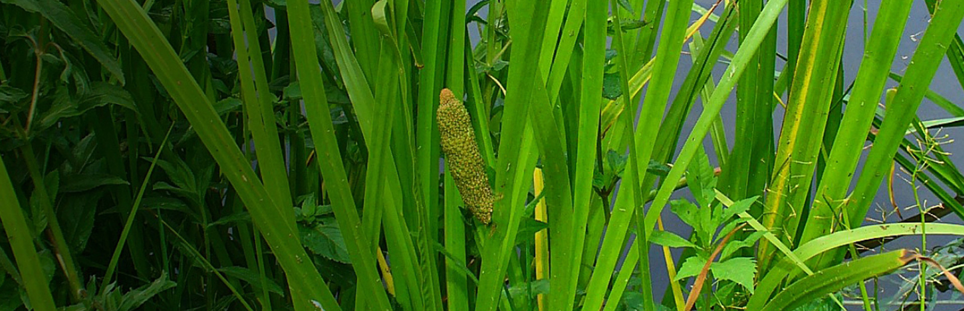 Calamus Root, Acorus calamus - Happy Herb Hub