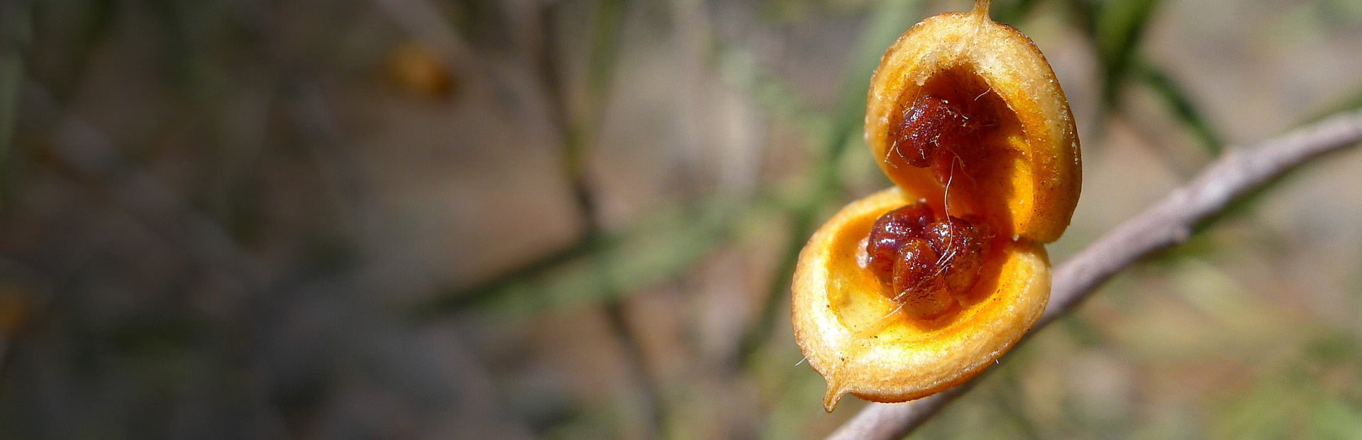 Gumbi Gumbi,Pittosporum angustifolium - Happy Herb Hub