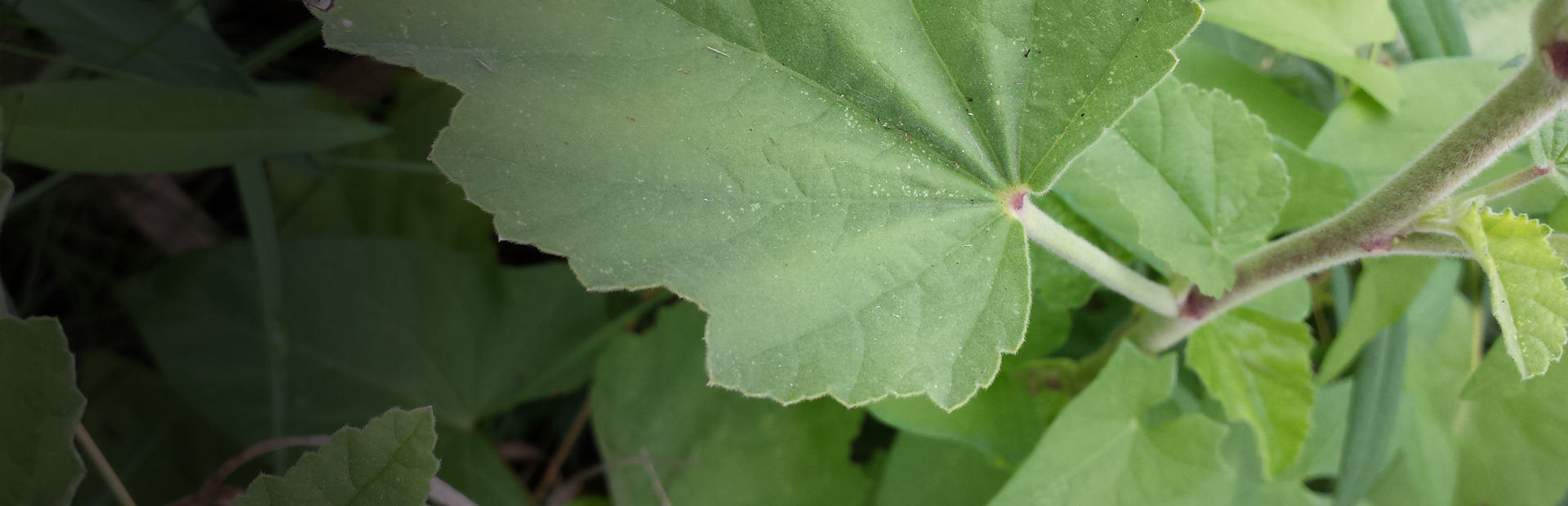 marshmallow leaf, Althaea officinalis - Happy Herb Hub