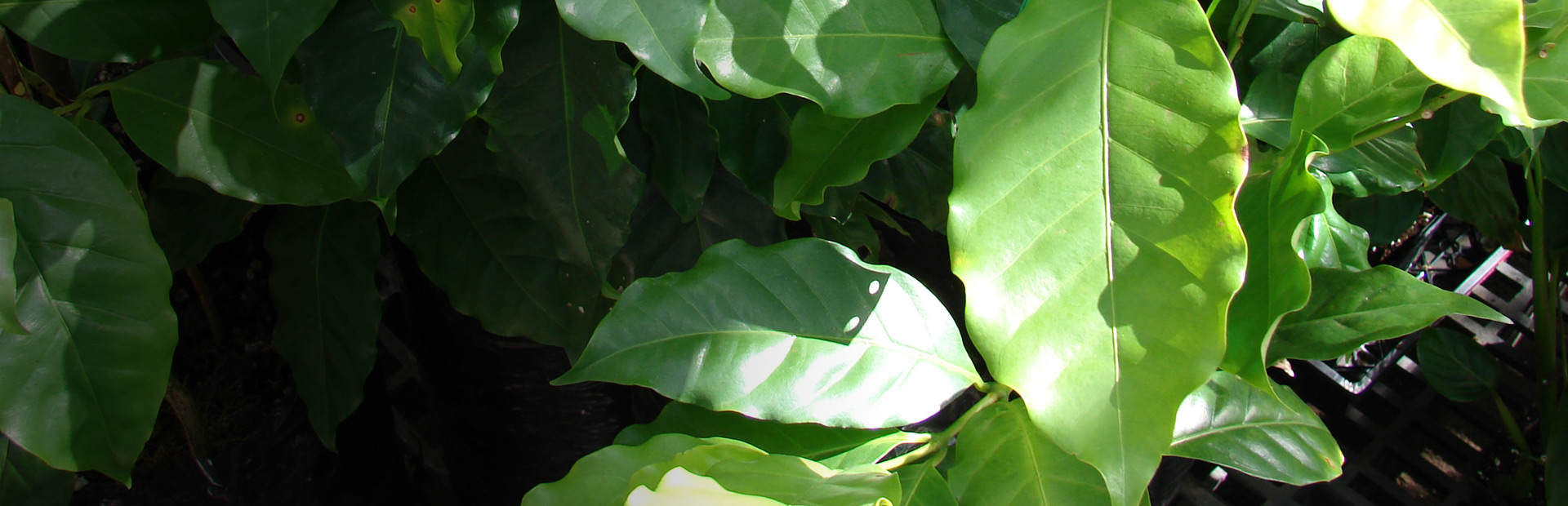Coffee Leaf Tea - Happy Herb Hub