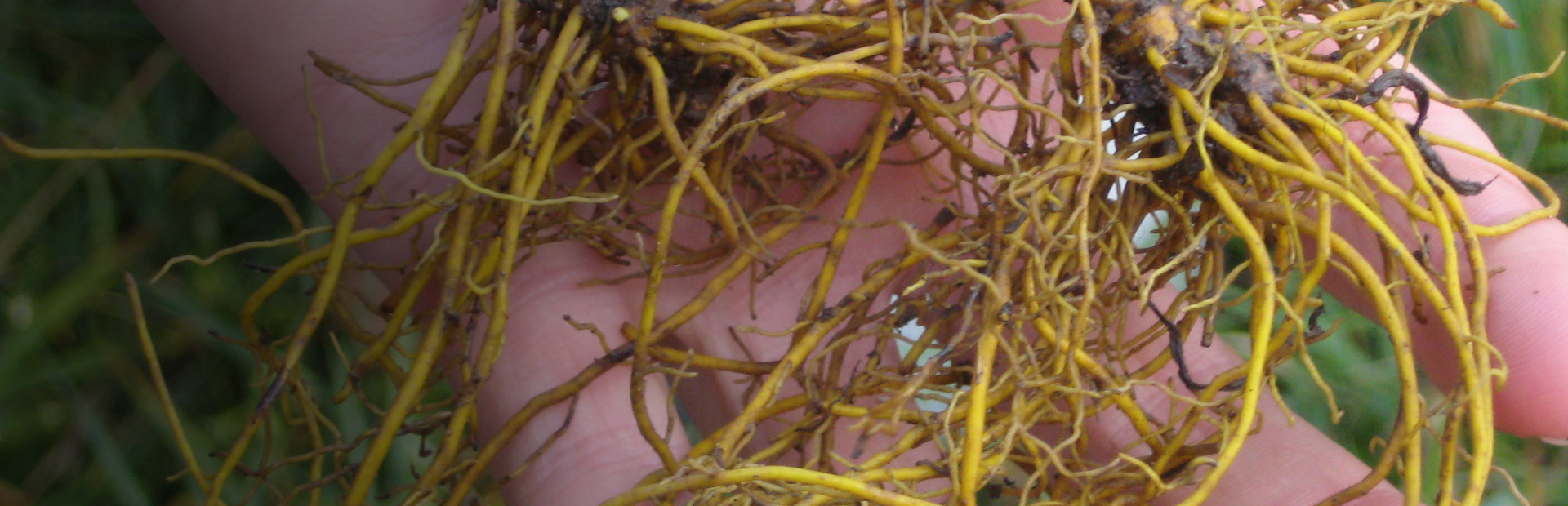 Goldenseal, Hydrastis canadensis - Happy Herb Hub