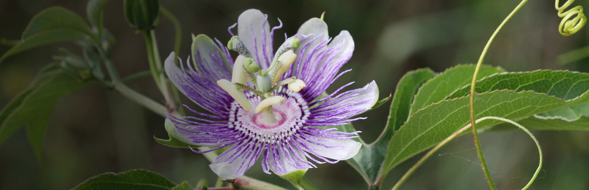 Passionflower, Passiflora incarnata - Happy Herb Hub