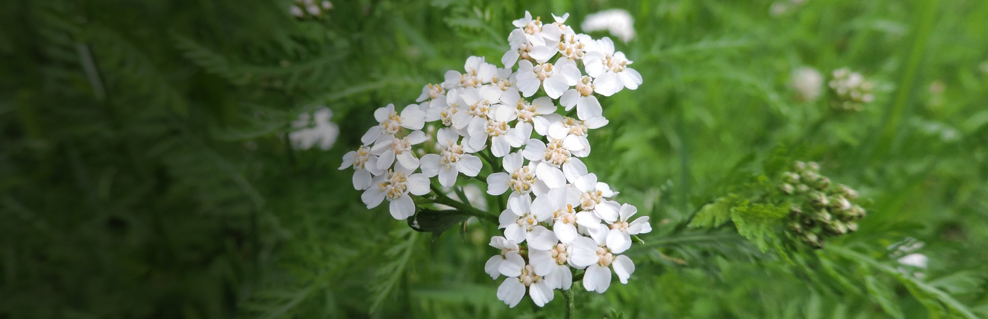 Yarrow - Happy Herb Hub