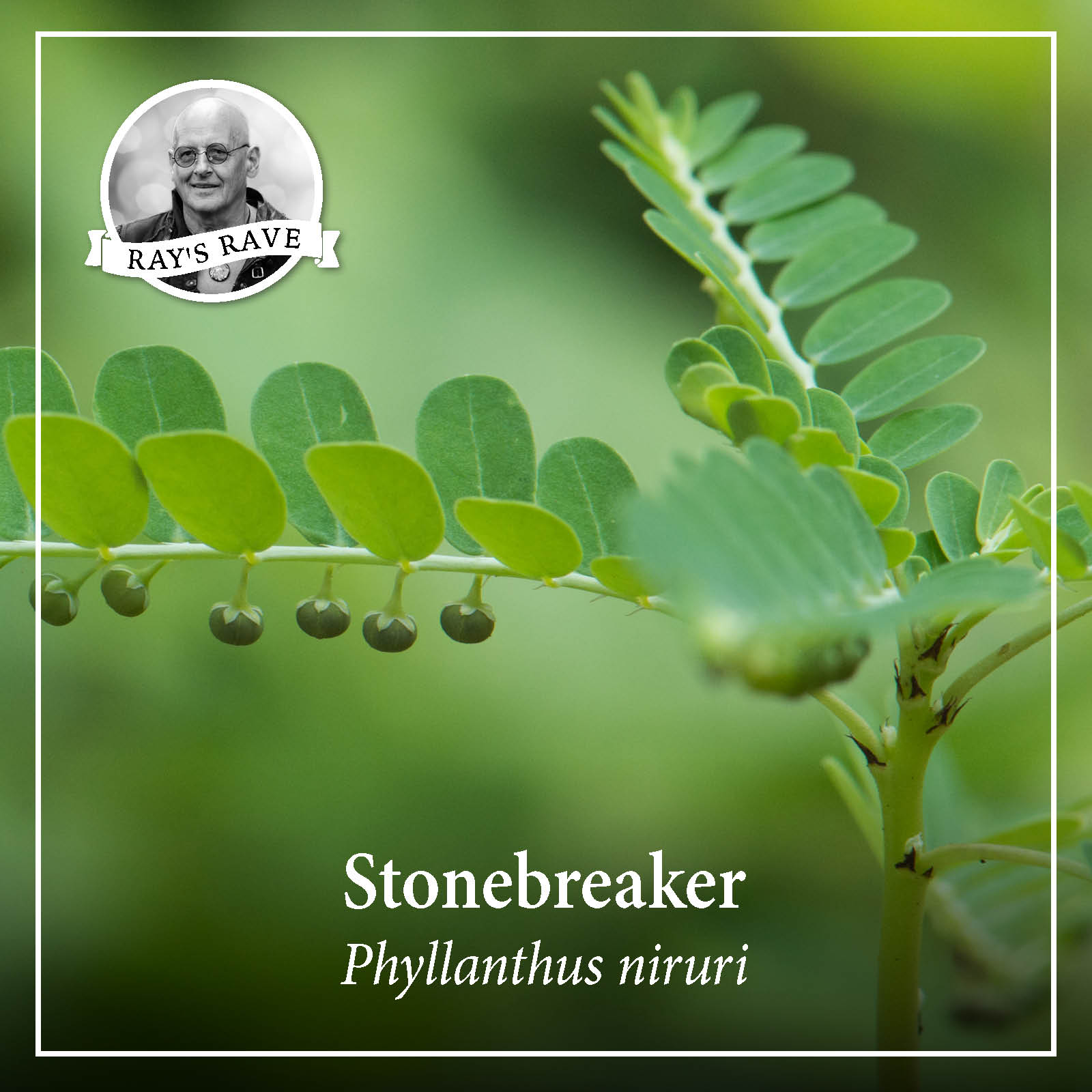 Stonebreaker, phyllanthus niruri - Happy Herb Hub