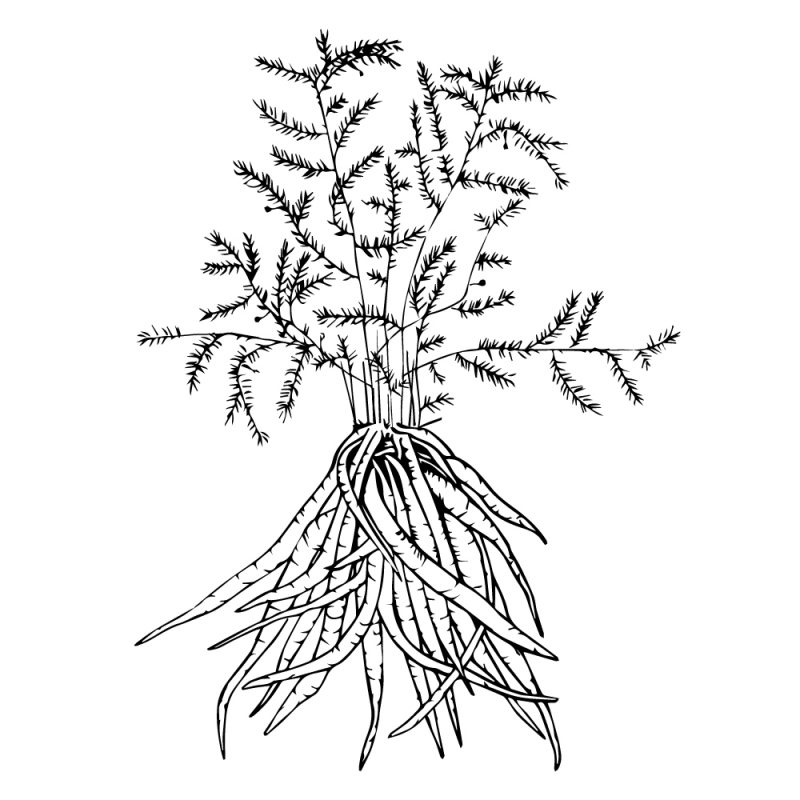 Shatavari Herb - Happy Herb Hub