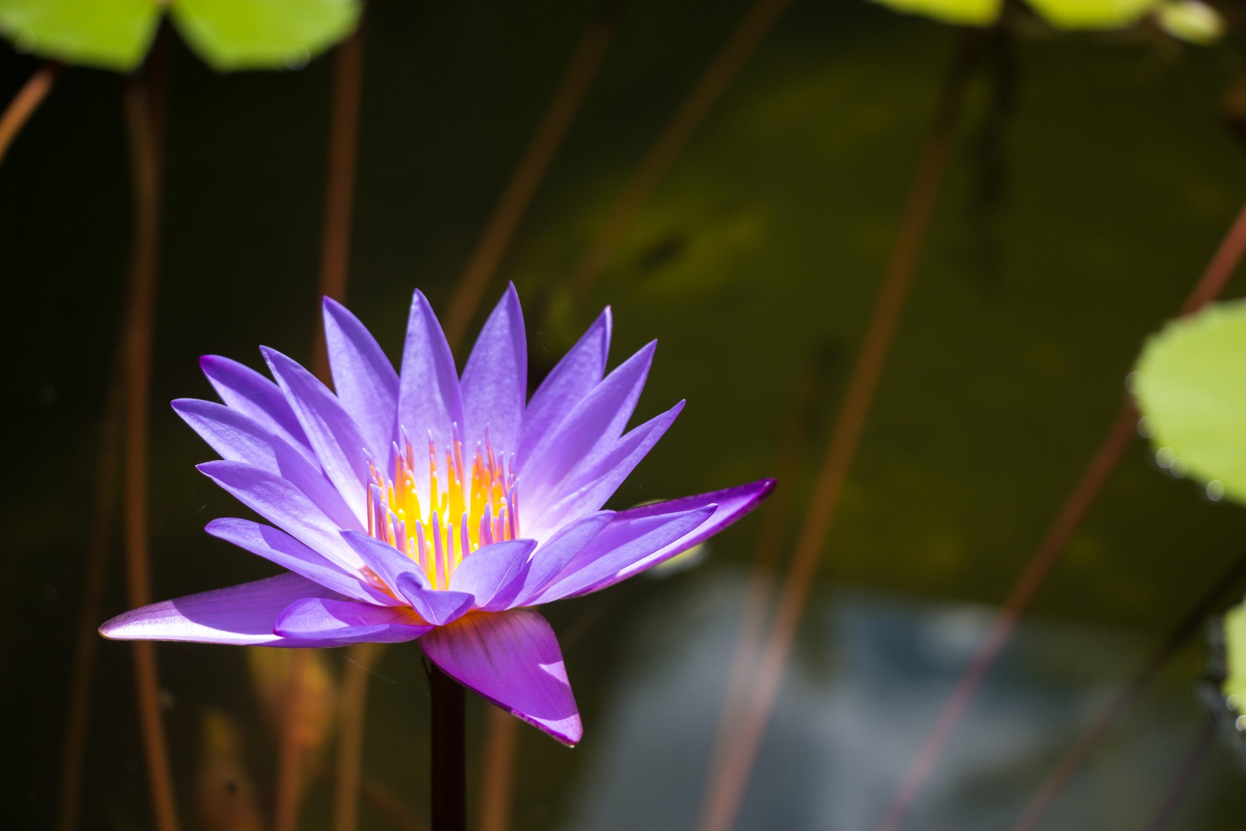 Blue Lily: Sacred Blue Lotus of the Nile - Happy Herb Hub